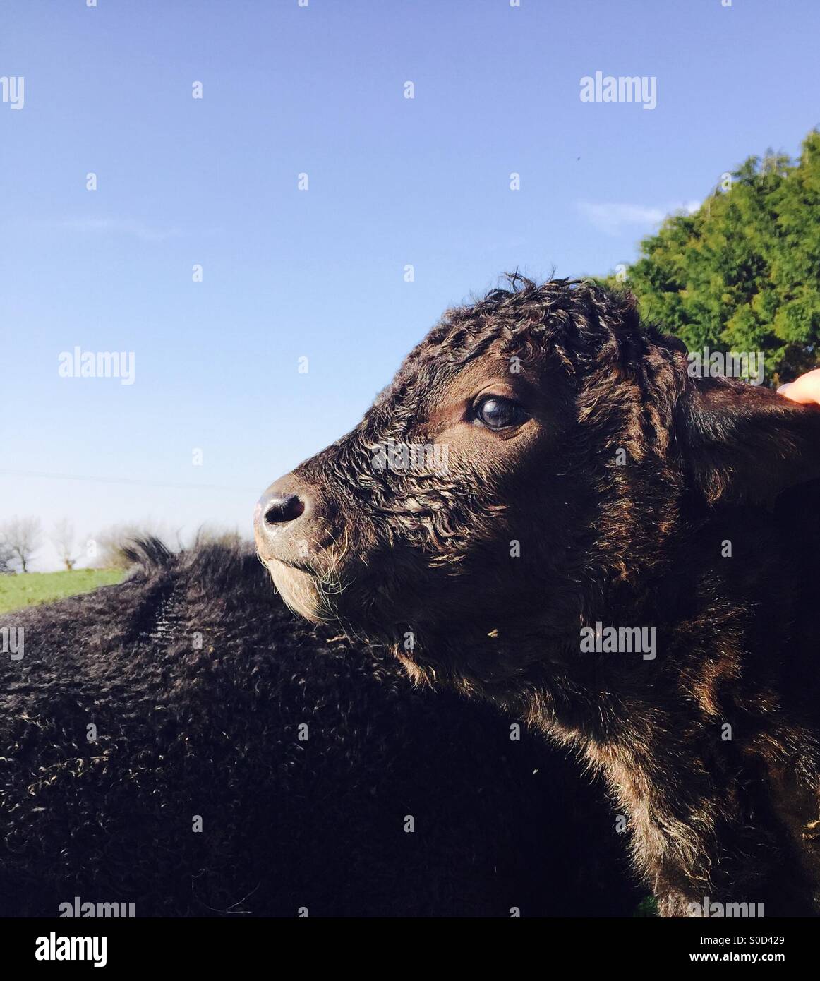 Calf sun bathing in a field Stock Photo - Alamy