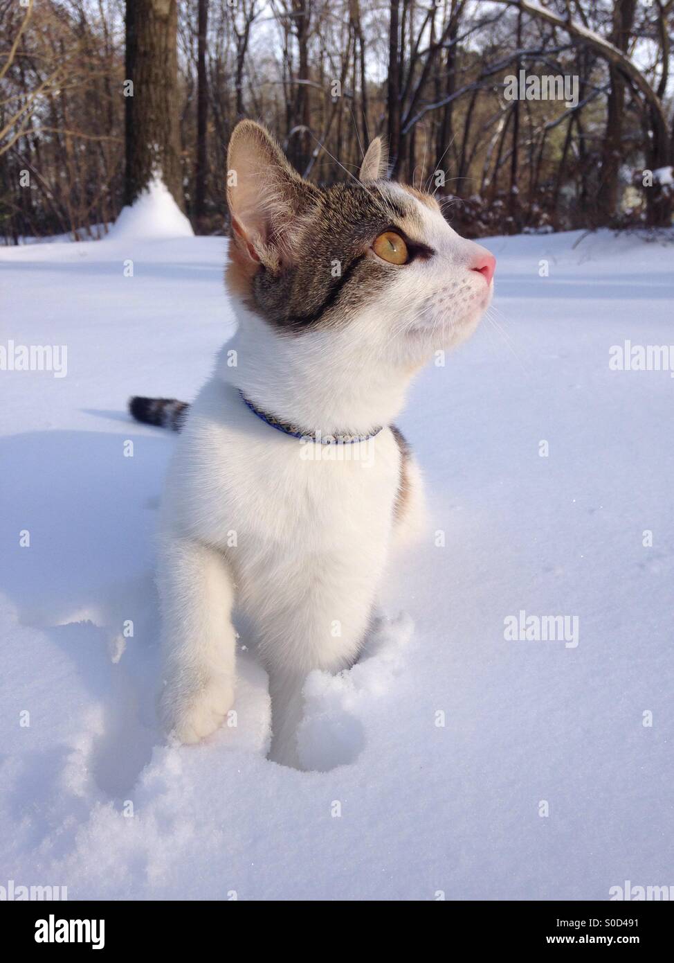 Cute Cat Snow Stock Photos & Cute Cat Snow Stock Images - Alamy