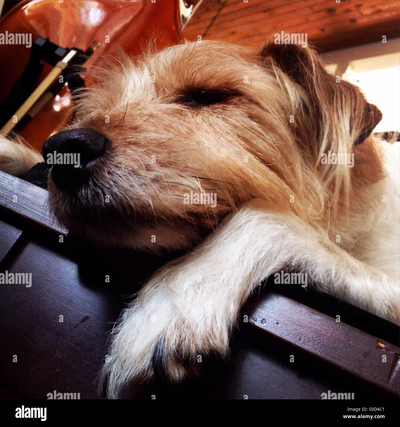 Goodboy hi-res stock photography and images - Alamy