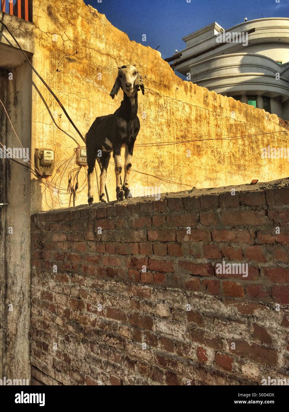 Goat standing on a wall Stock Photo - Alamy