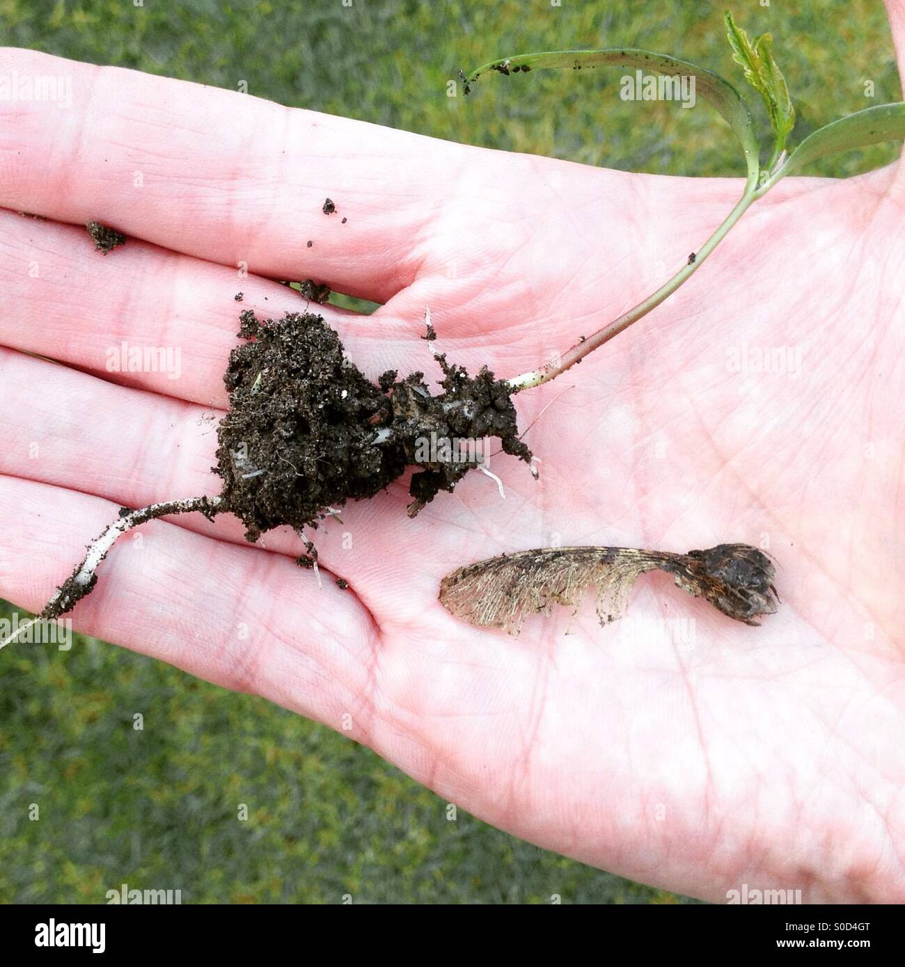 Seed casing hi-res stock photography and images - Alamy