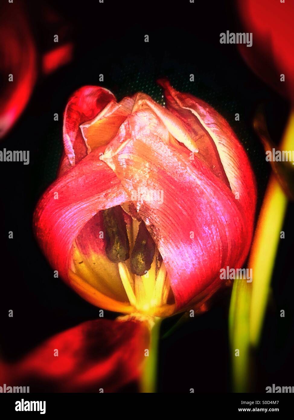 Faded tulip close up Stock Photo - Alamy