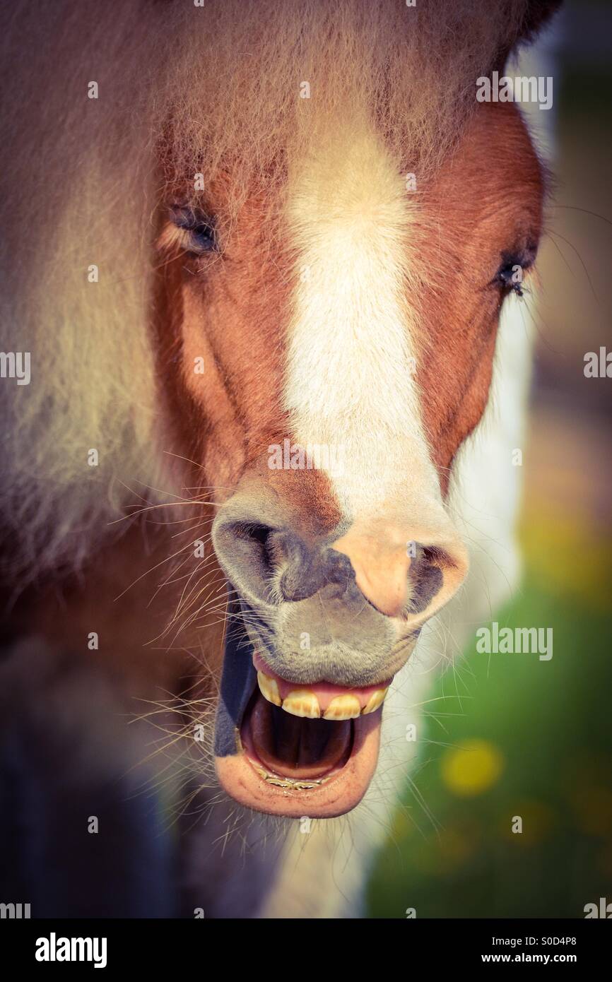 Little pinto horse yawns Stock Photo - Alamy