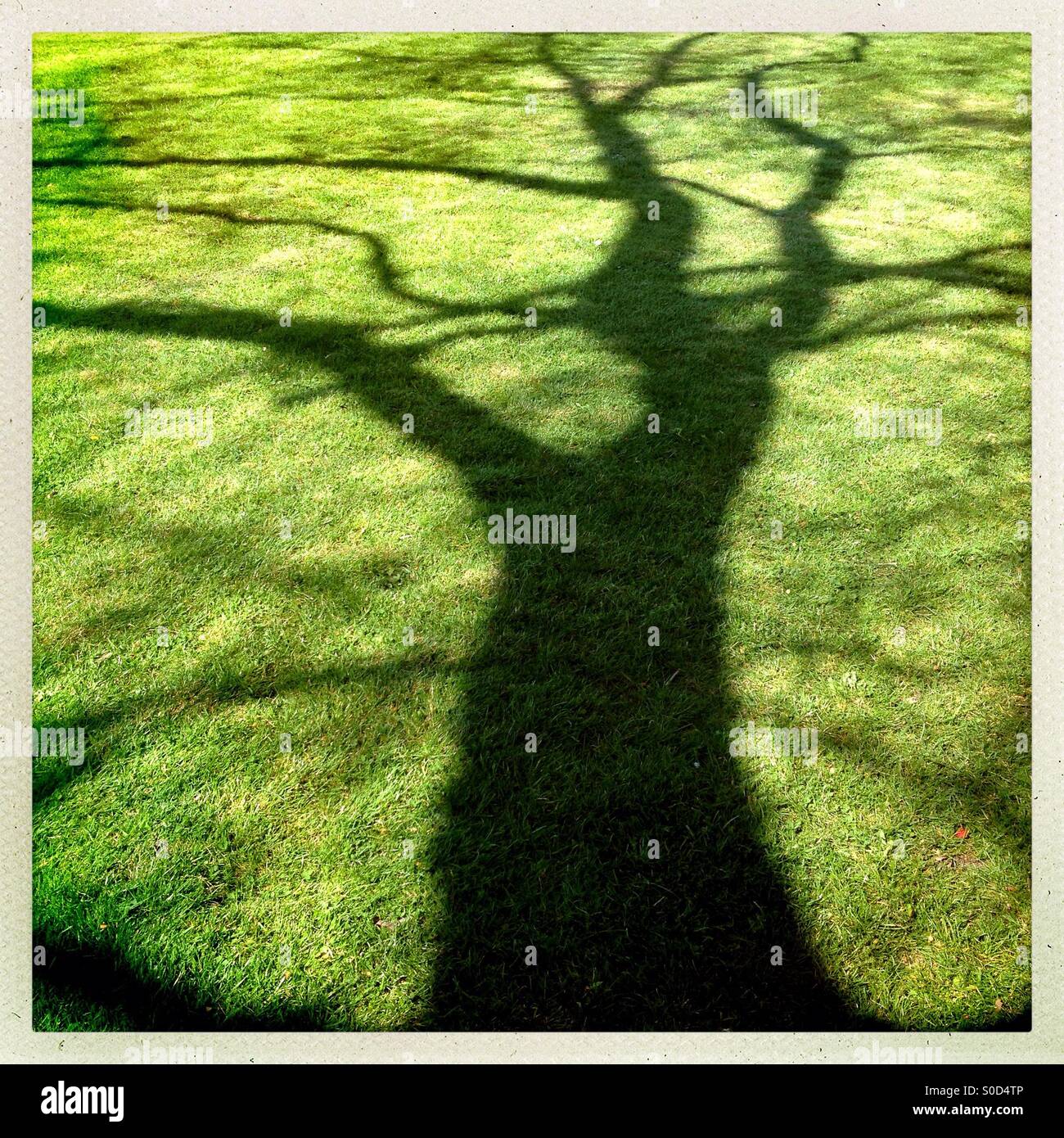 Shadow of a tree on grass Stock Photo - Alamy