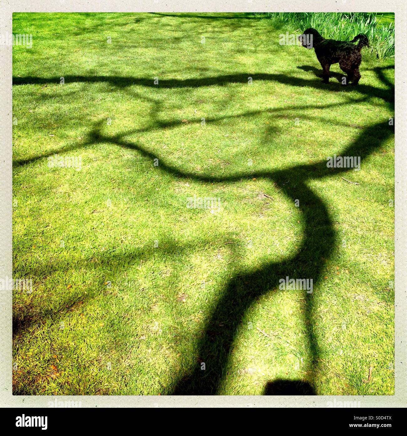 Dog and shadow of a tree in grass Stock Photo - Alamy