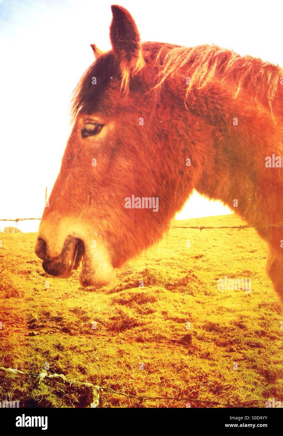 Side view of a horse Stock Photo - Alamy