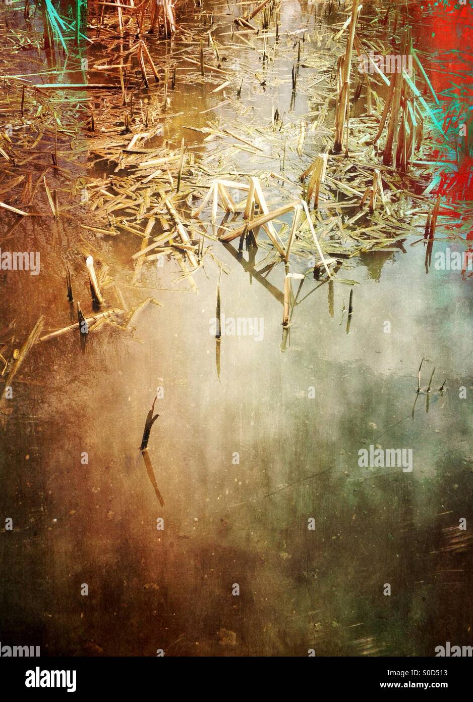 Broken bullrushes in water Stock Photo - Alamy