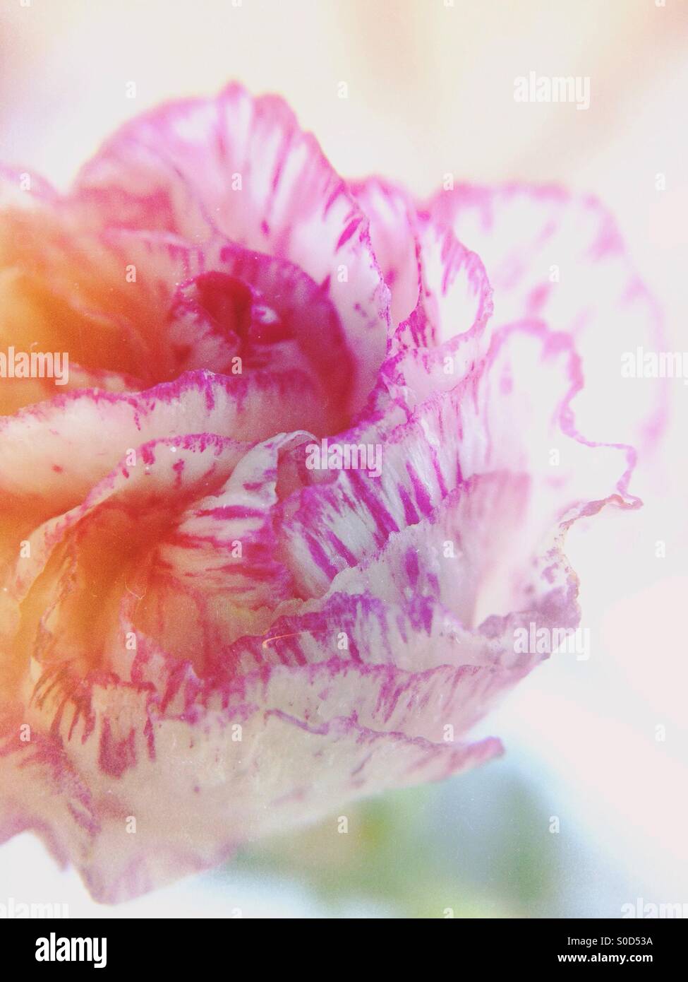 Carnation carnations hi-res stock photography and images - Alamy