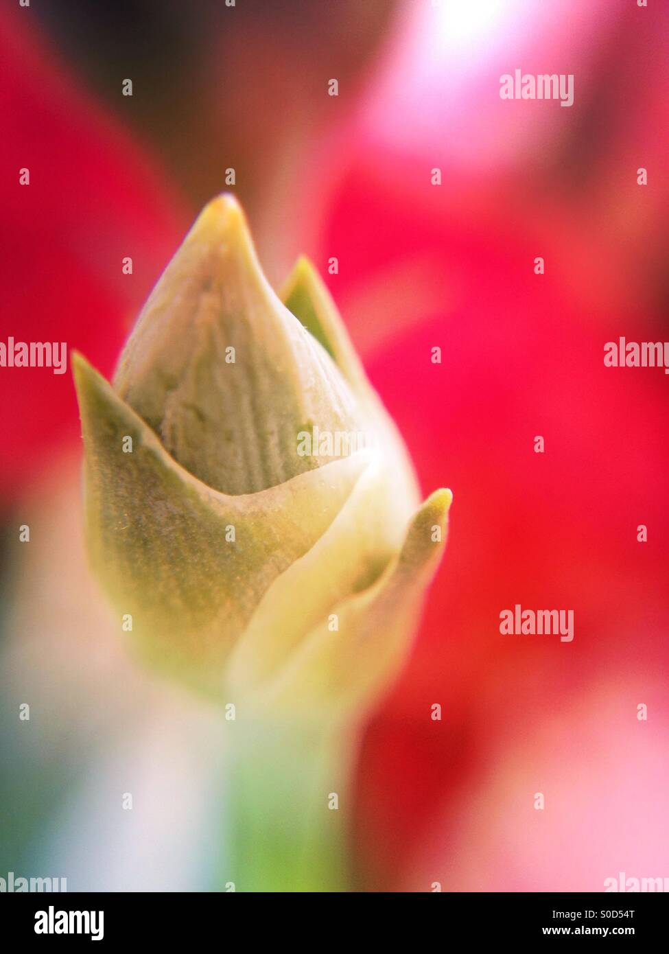 Carnation flower bud Stock Photo - Alamy