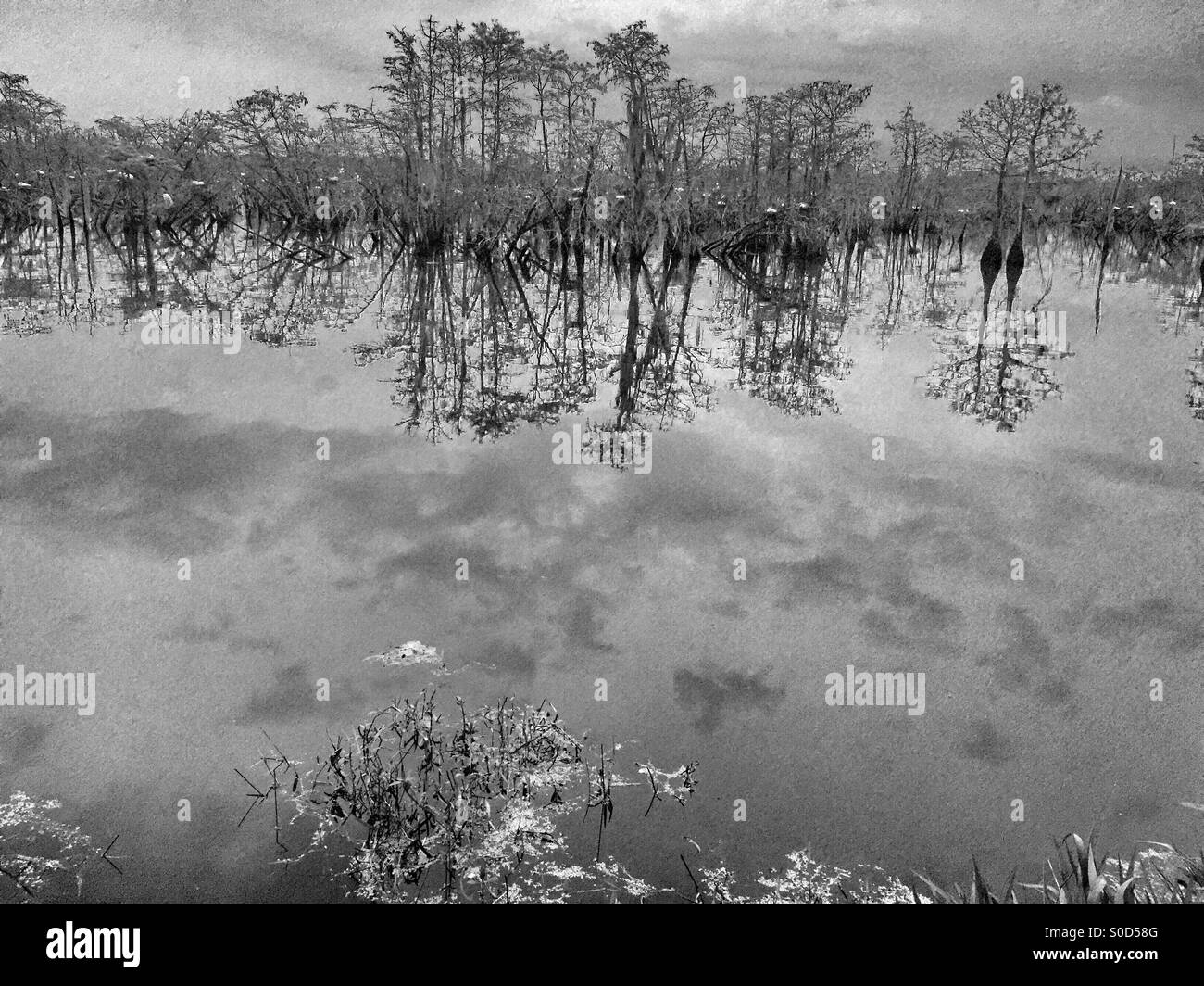Bayou swamp reflection Stock Photo - Alamy