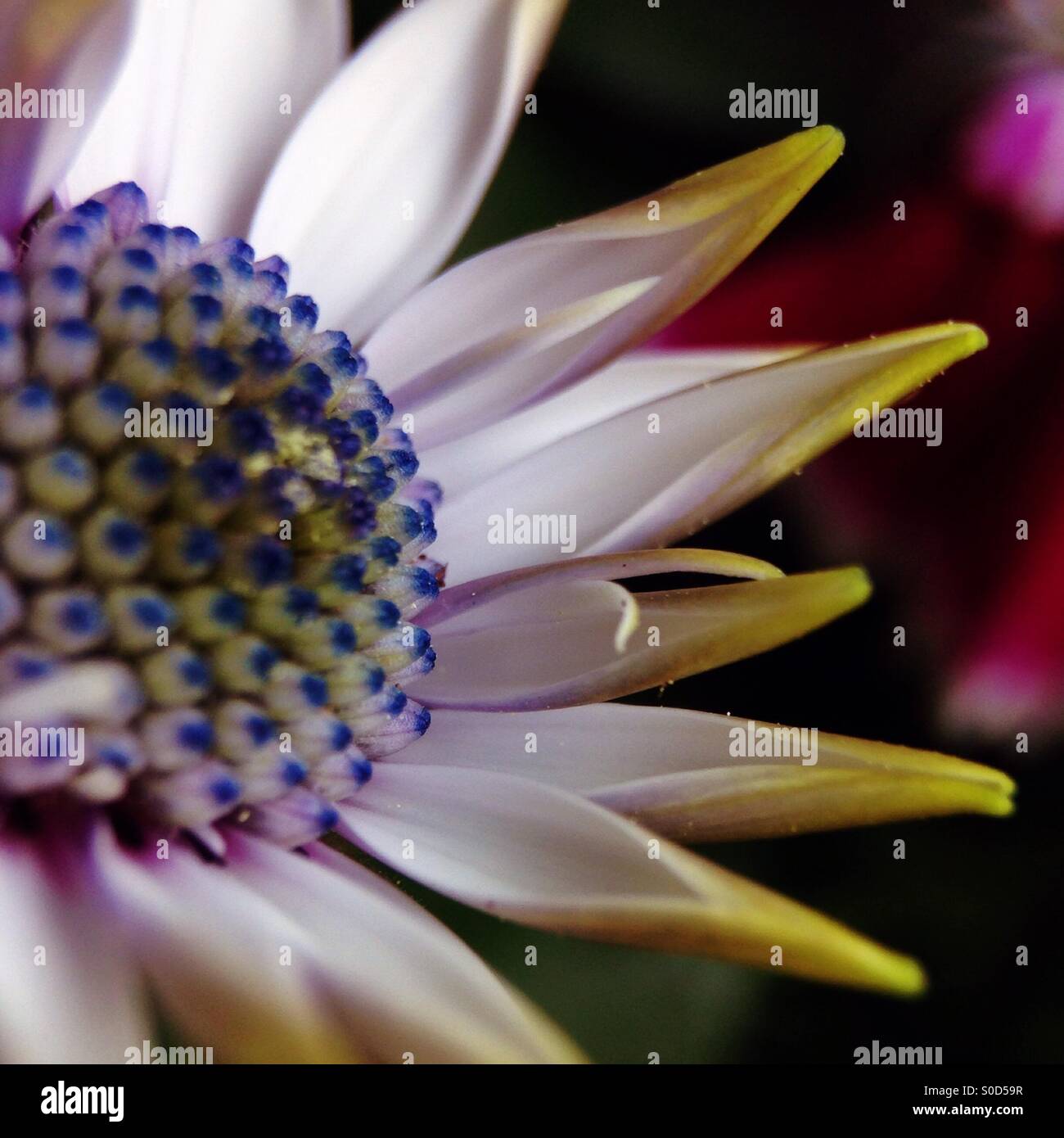 African daisy close up Stock Photo - Alamy