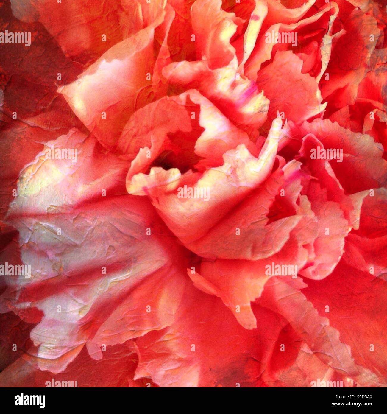 Carnation closeup with texture Stock Photo - Alamy