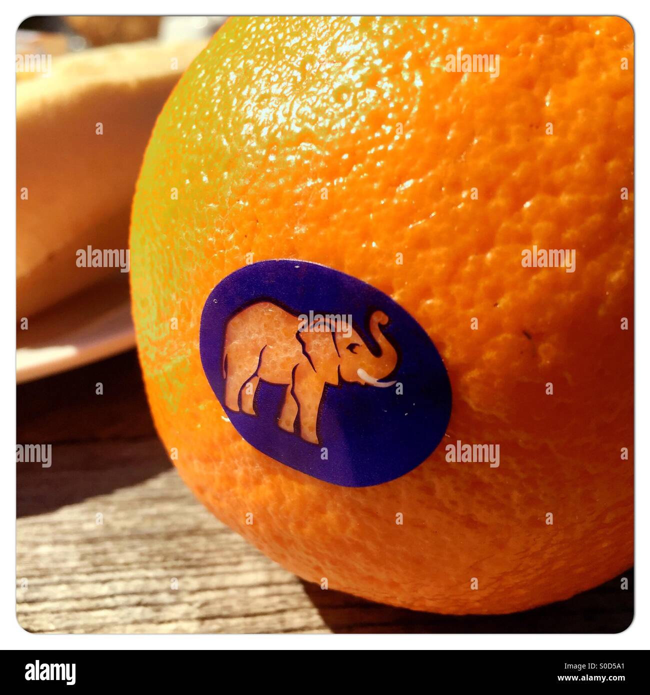 Elephant on an orange Stock Photo - Alamy