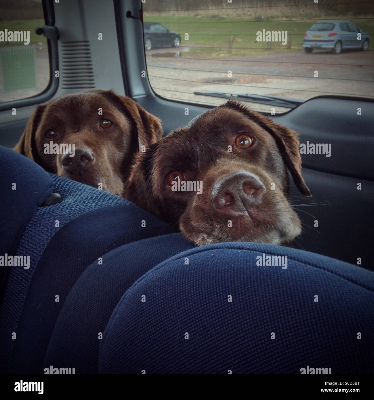 Labradors hi-res stock photography and images - Alamy