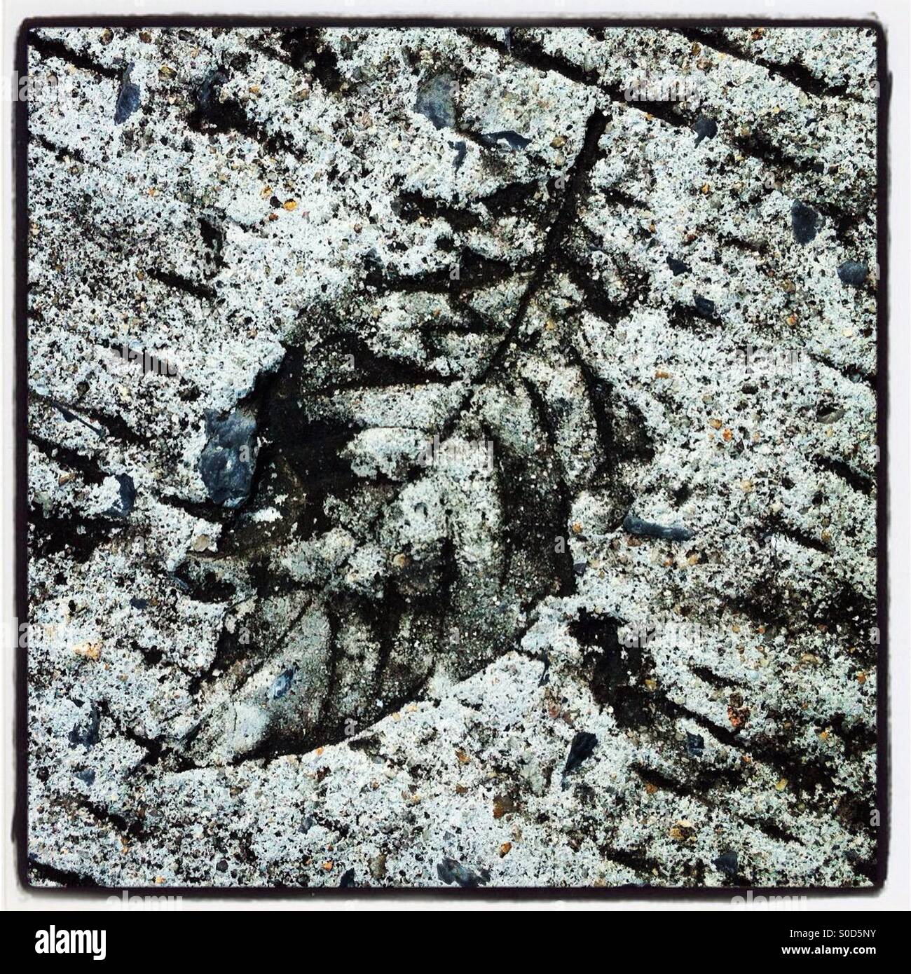 A leaf impression embedded in concrete on a street in Koh Samui ...
