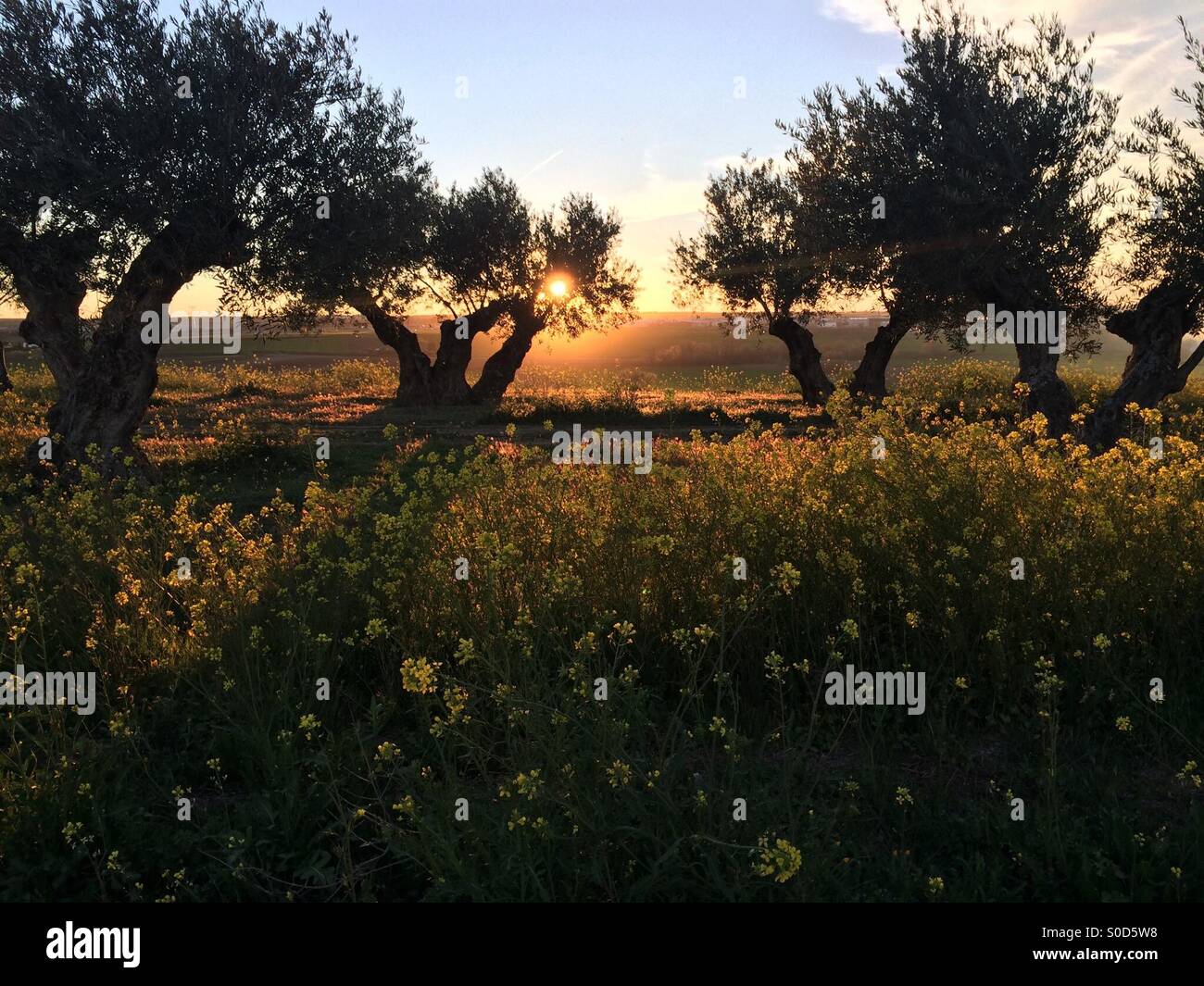 Sunset wildflowers hi-res stock photography and images - Alamy