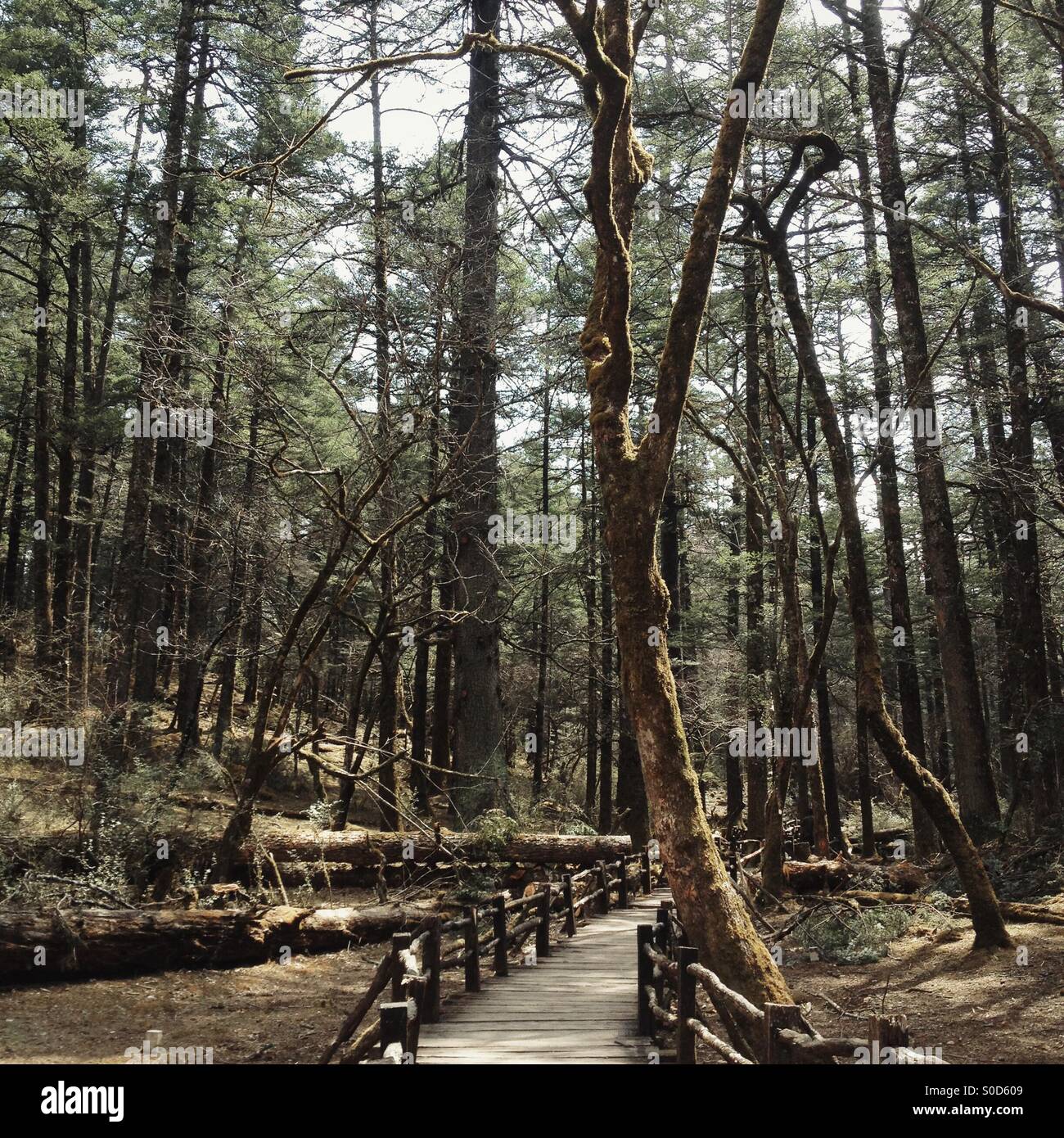 China spruce hi-res stock photography and images - Alamy