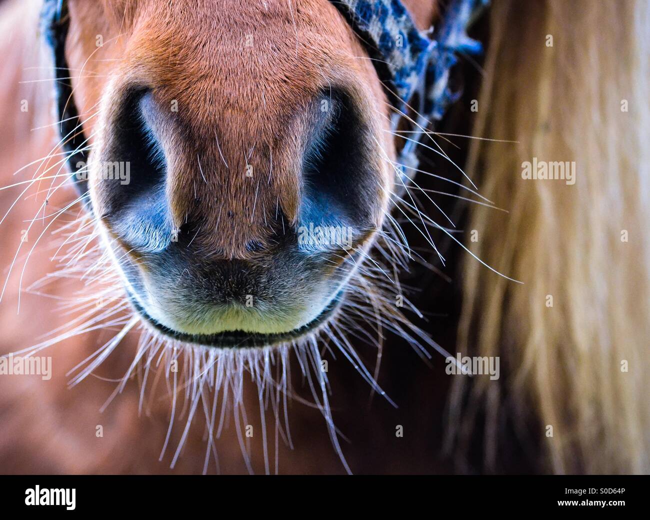 Horse mule hi-res stock photography and images - Alamy