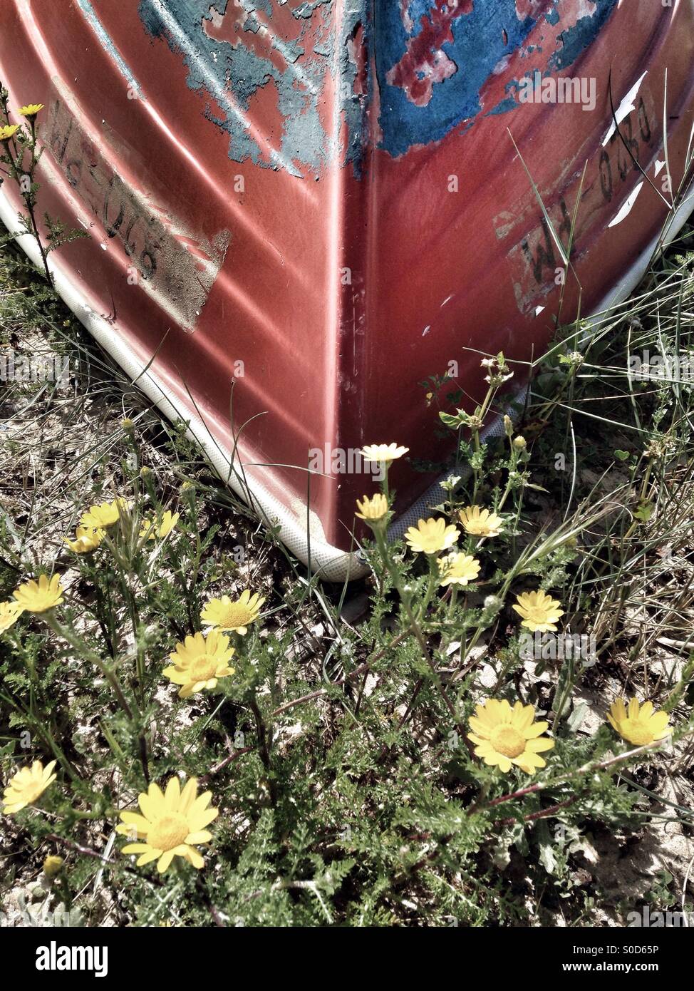 Spring coast flower and upturned boat Stock Photo - Alamy