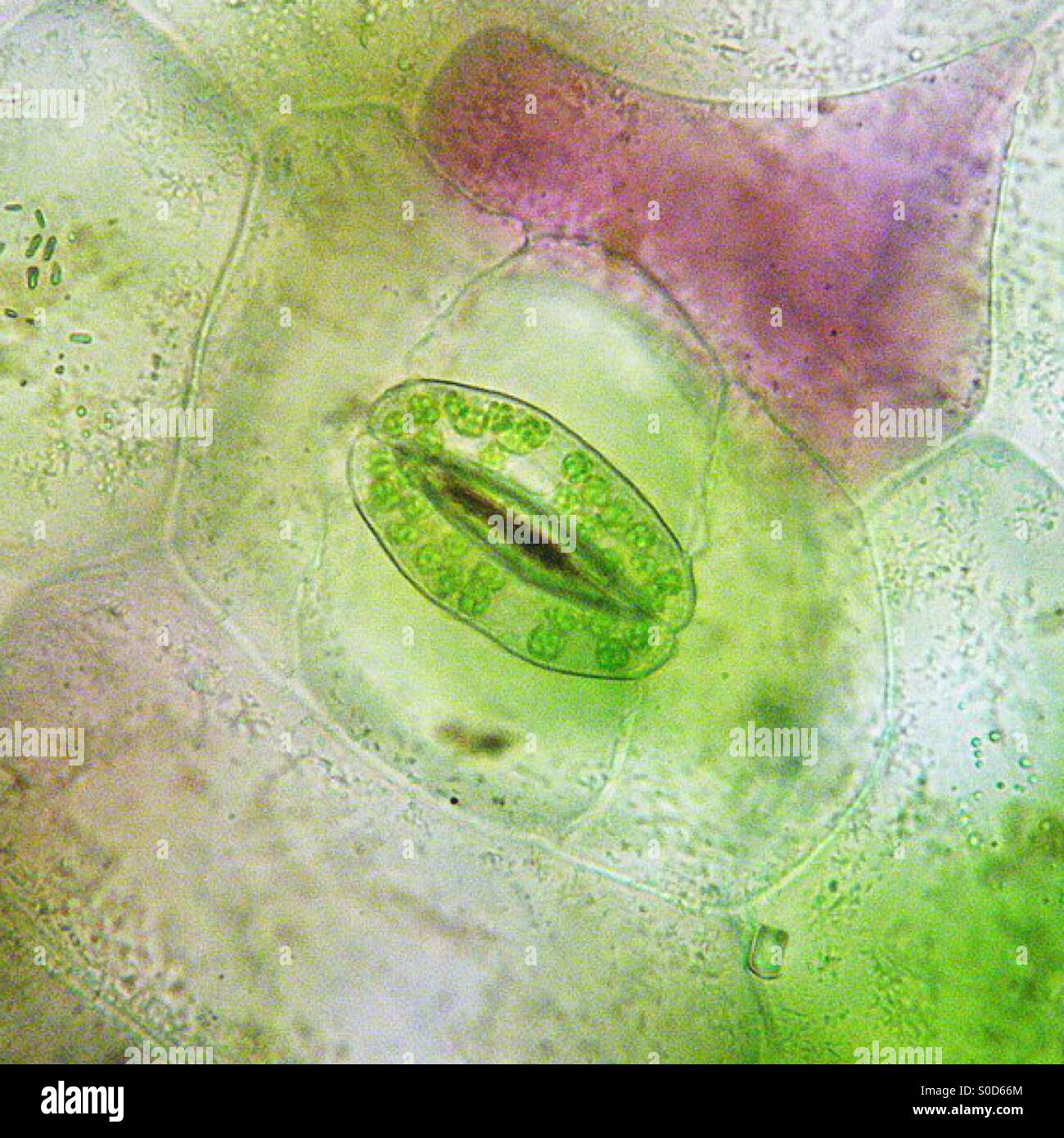 Stomata hi-res stock photography and images - Alamy