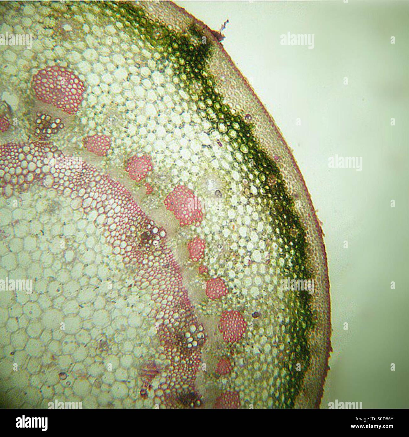 Xylem vessel hi-res stock photography and images - Alamy