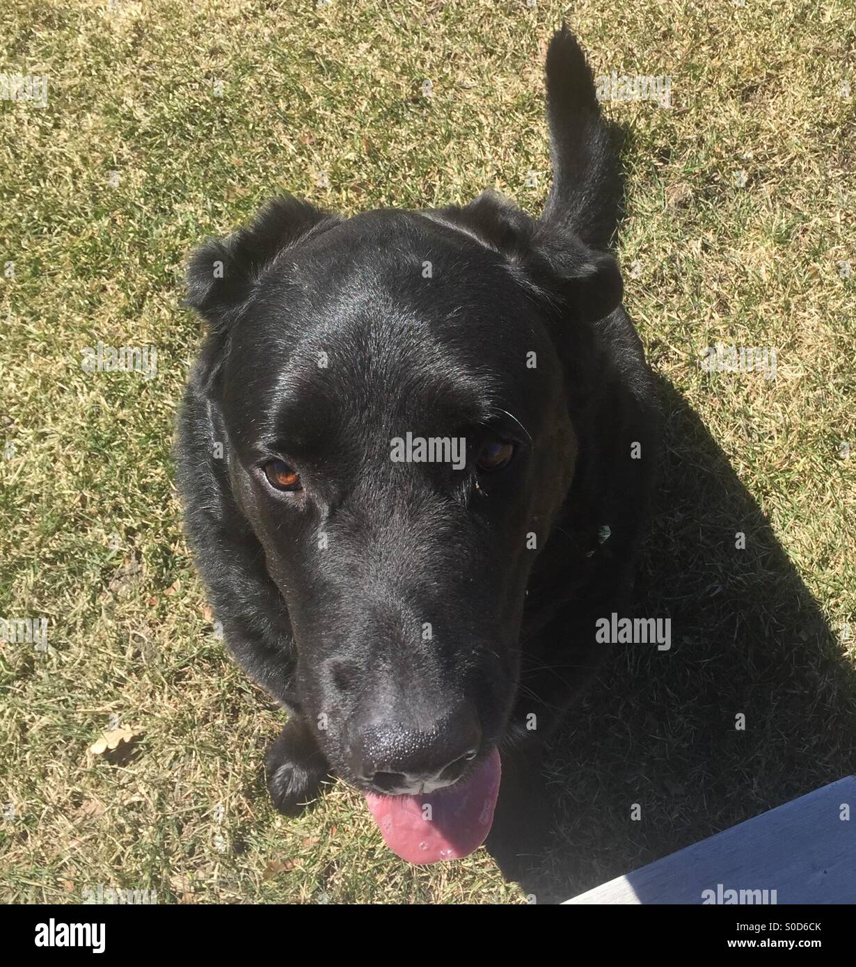 Black dog in the sun Stock Photo - Alamy