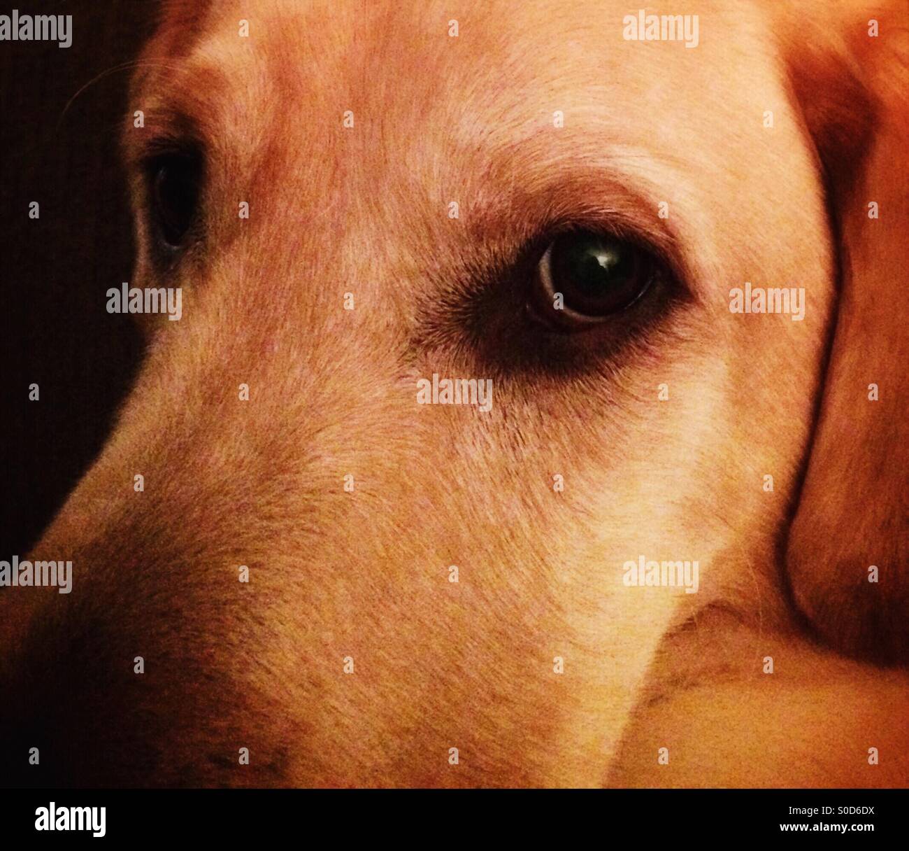 Close up of yellow labrador retriever hi-res stock photography and ...