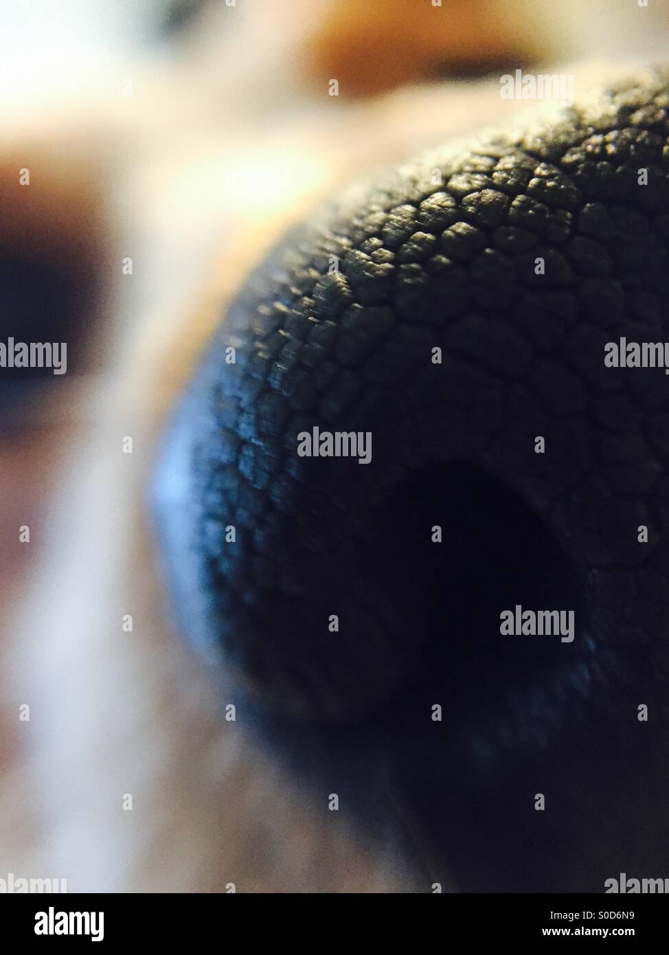 Black dog nose hi-res stock photography and images - Alamy