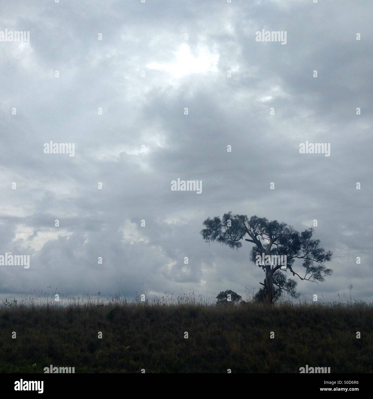 Cloudy stormy Australian landscape with tree Stock Photo - Alamy
