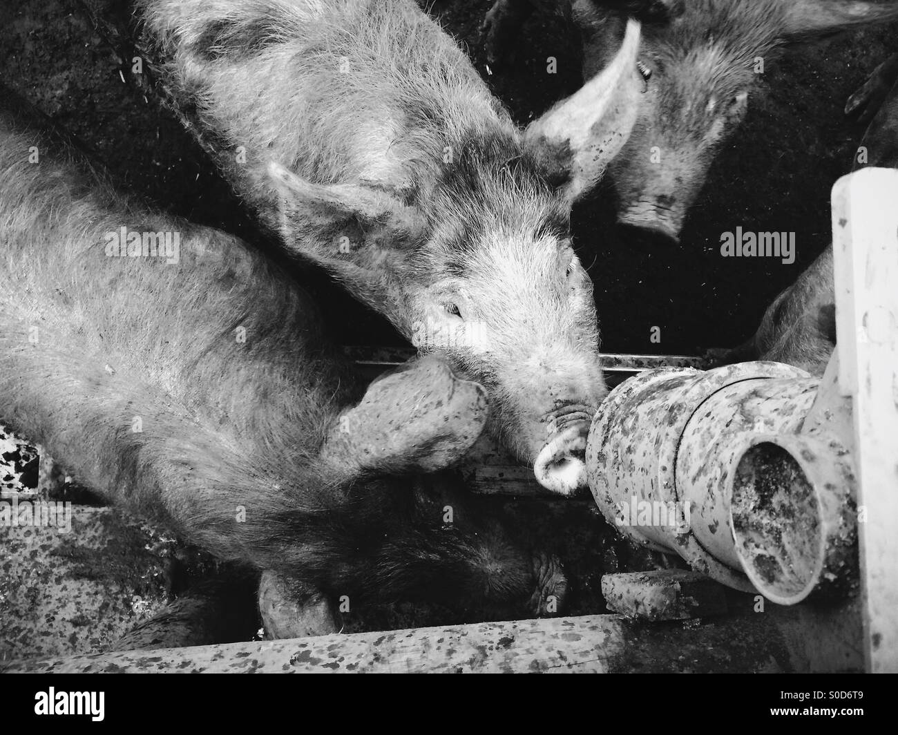 Play with pigs hi-res stock photography and images - Alamy