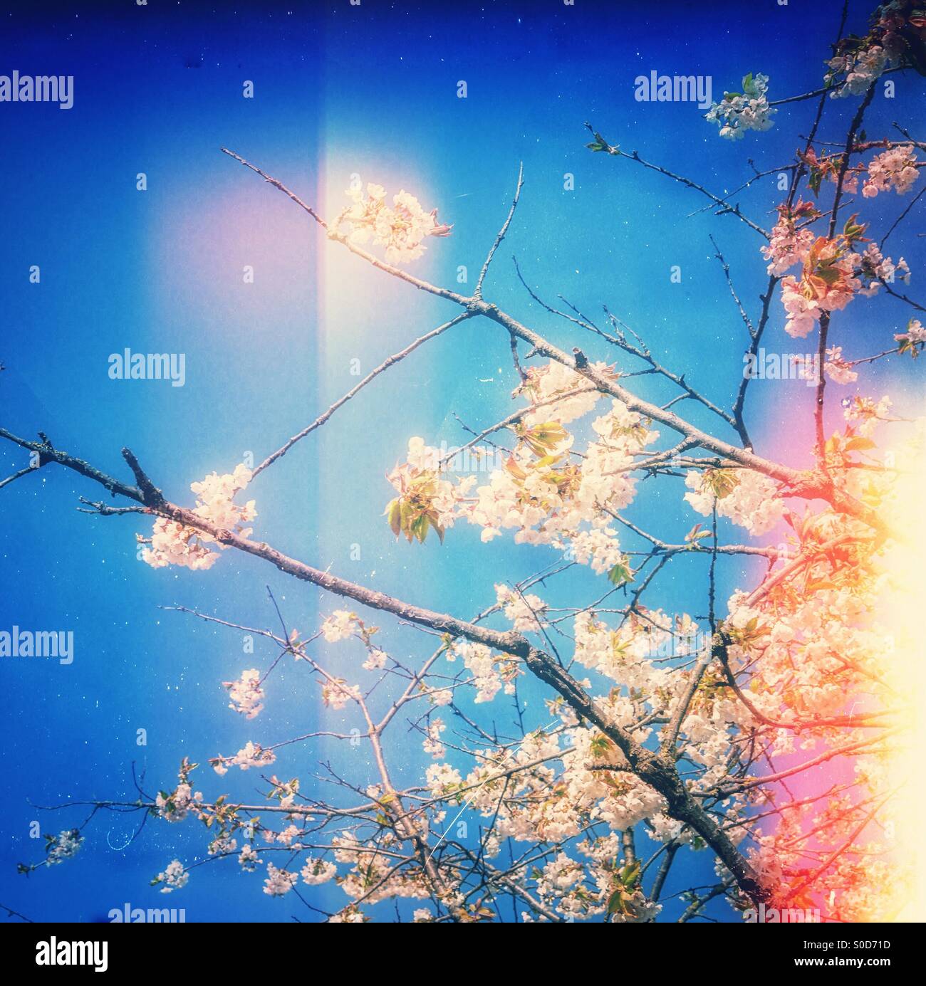 Blossom spring branch flower hi-res stock photography and images - Alamy