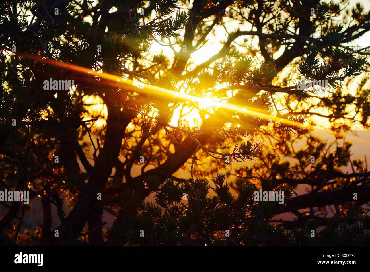Sun through trees Stock Photo - Alamy
