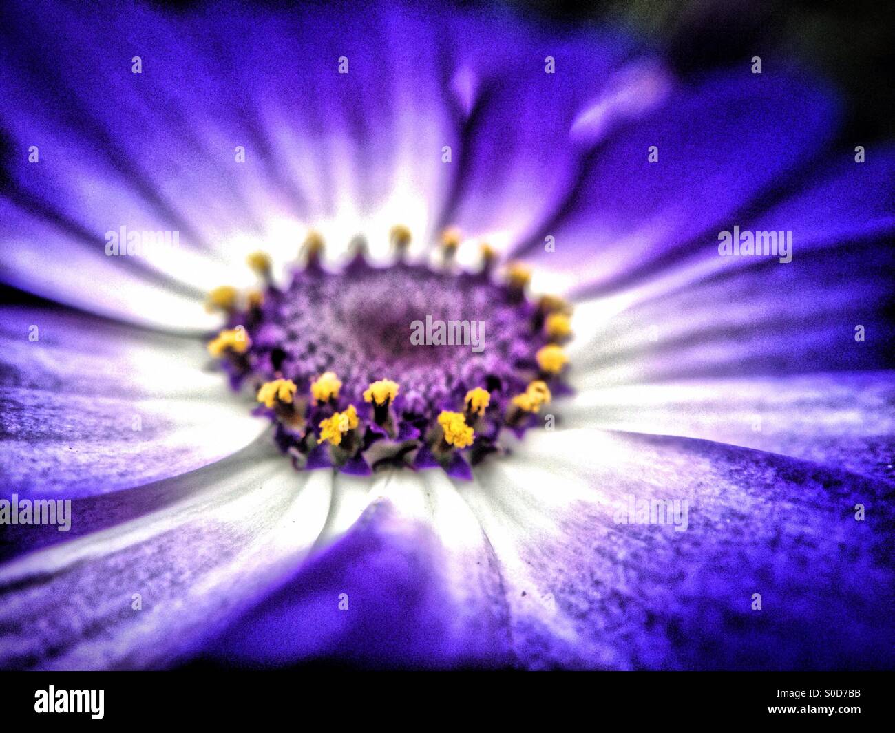 Blue cineraria flower Stock Photo - Alamy