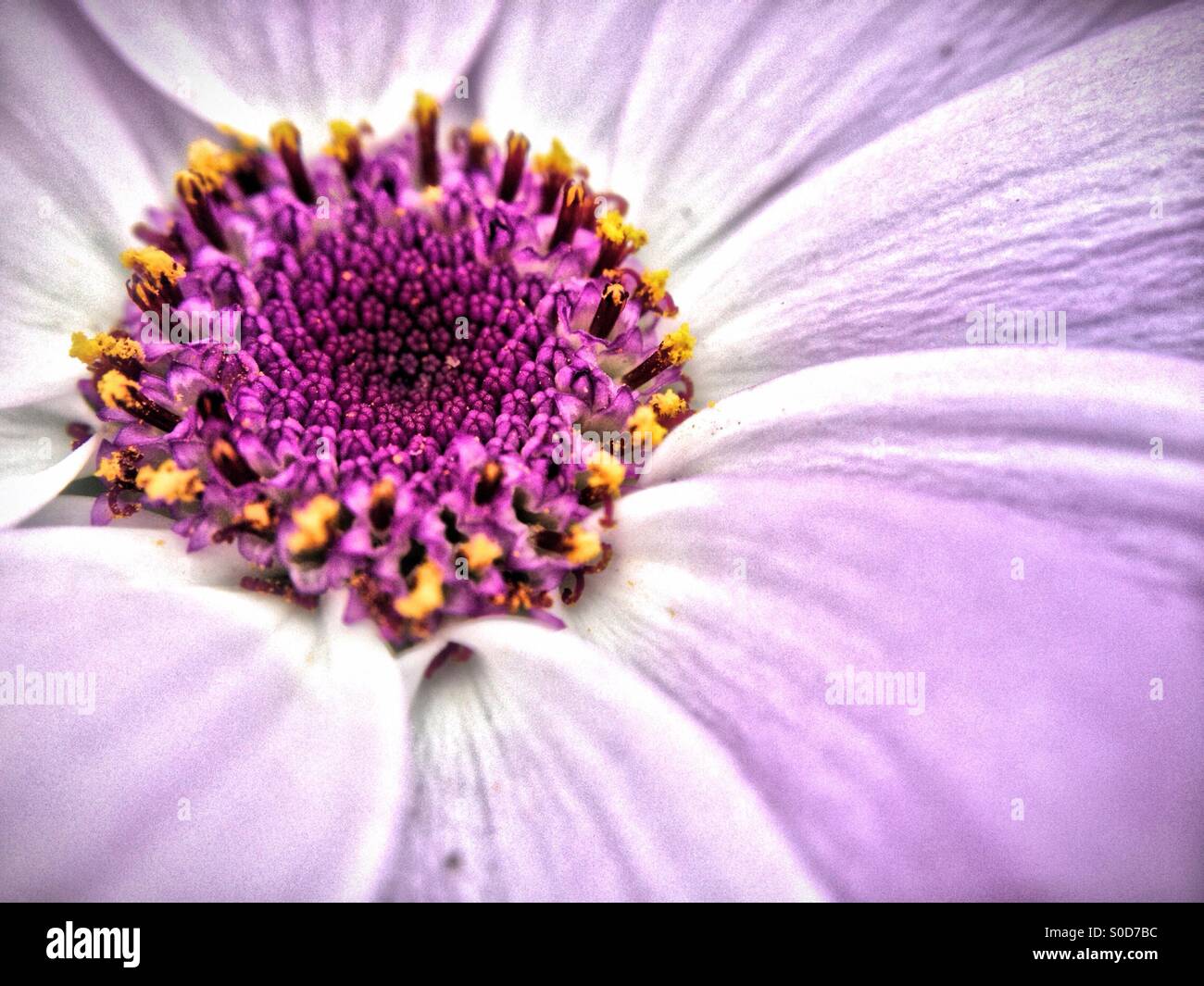 Pink cineraria flower Stock Photo - Alamy
