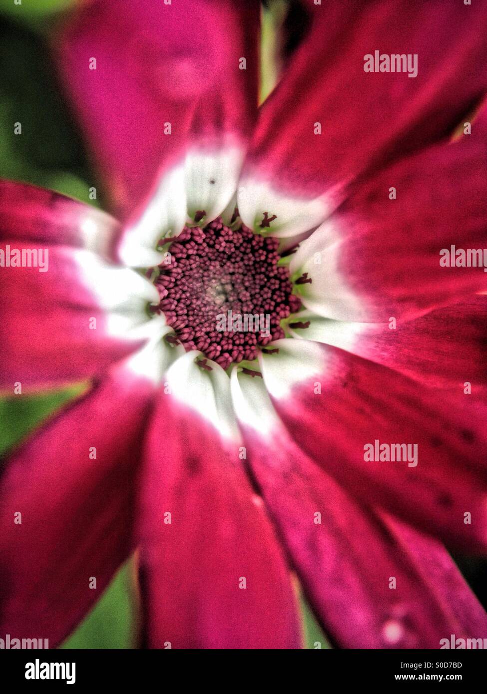 Red cineraria flower Stock Photo - Alamy