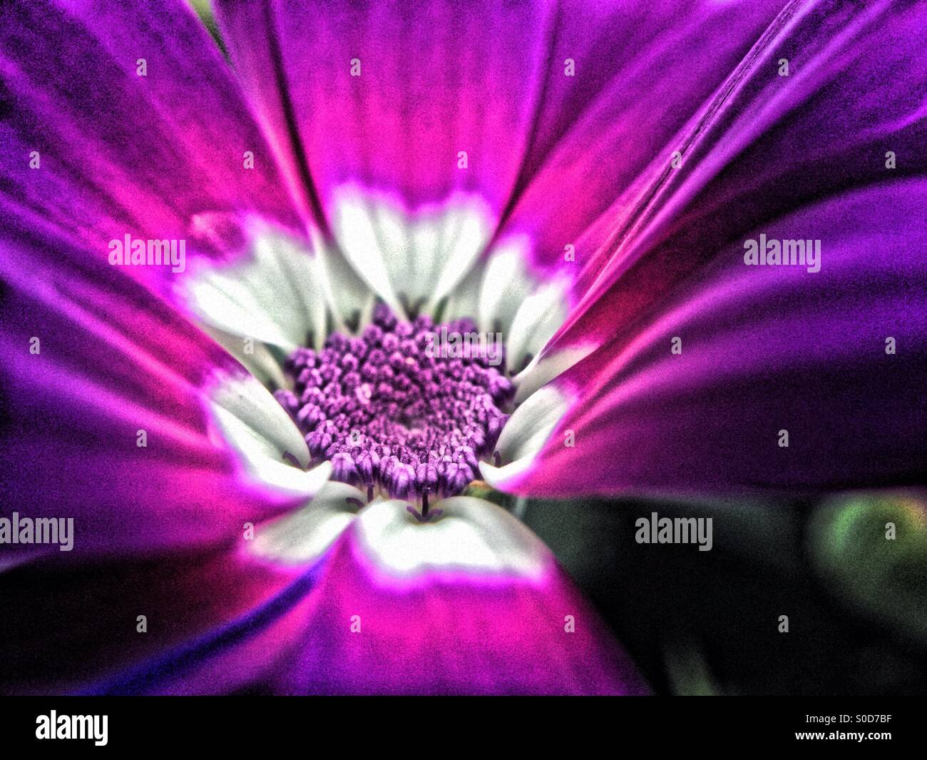 Purple cineraria flower Stock Photo - Alamy