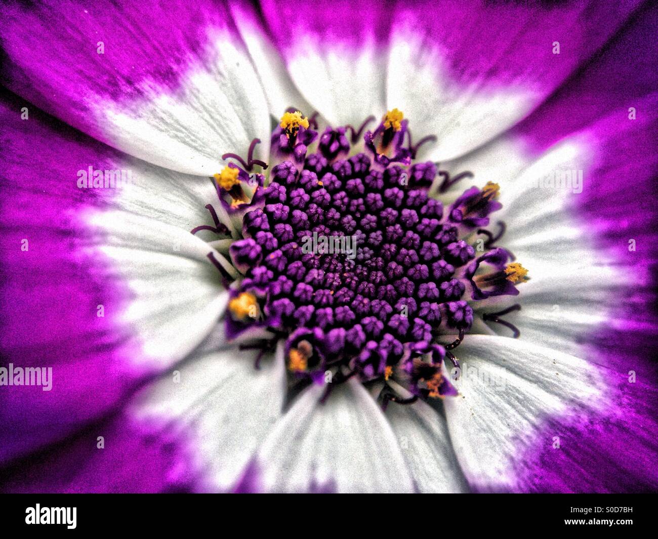 Purple cineraria flower Stock Photo - Alamy