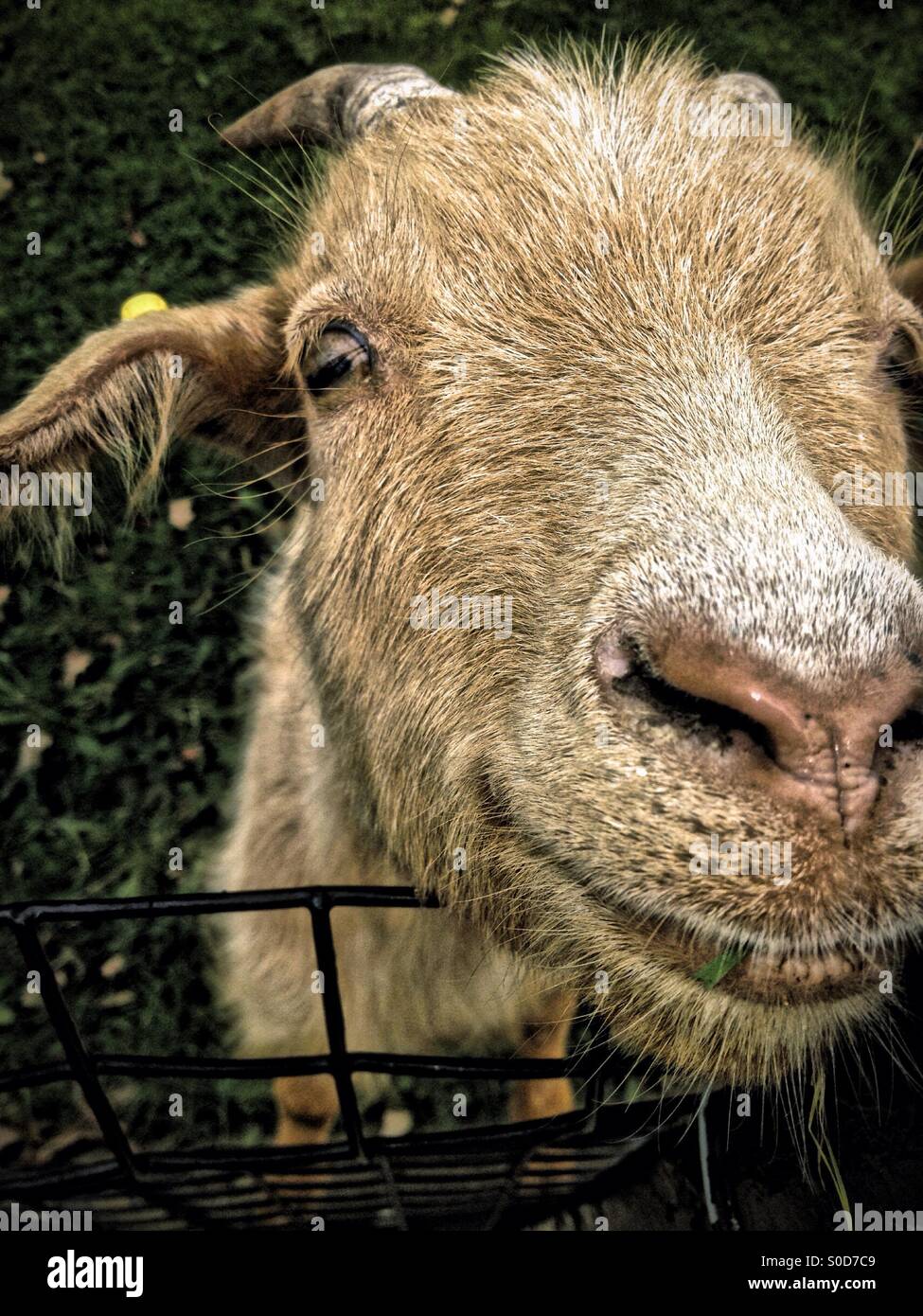 Cheeky Goat High Resolution Stock Photography and Images - Alamy