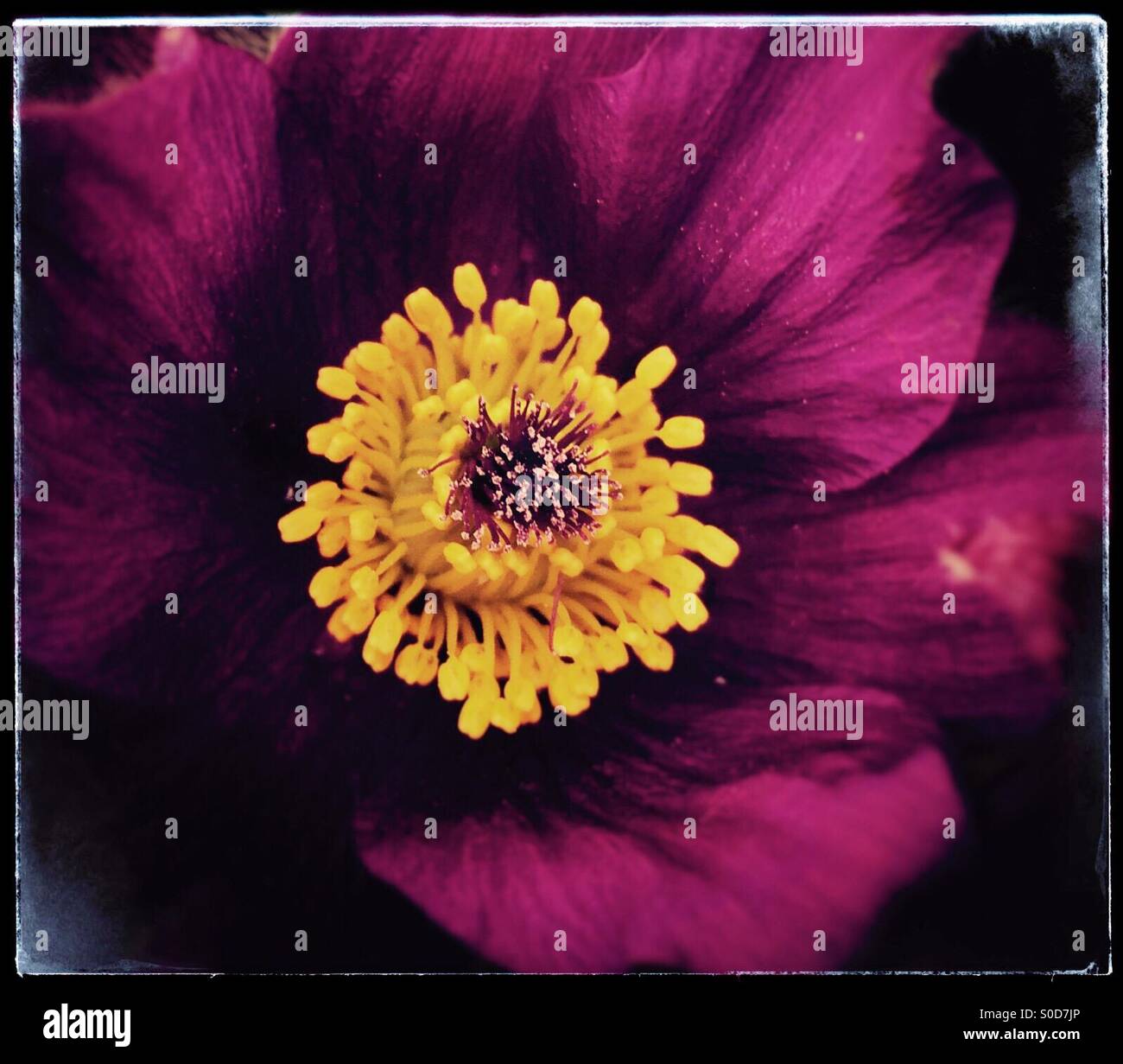 Blomma hi-res stock photography and images - Alamy