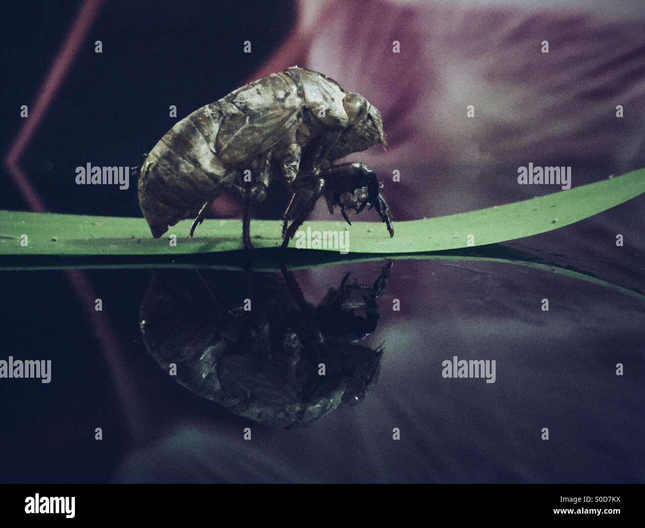 Annual cicada hi-res stock photography and images - Alamy