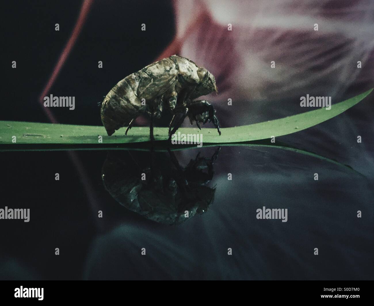 Bug exoskeleton hi-res stock photography and images - Alamy