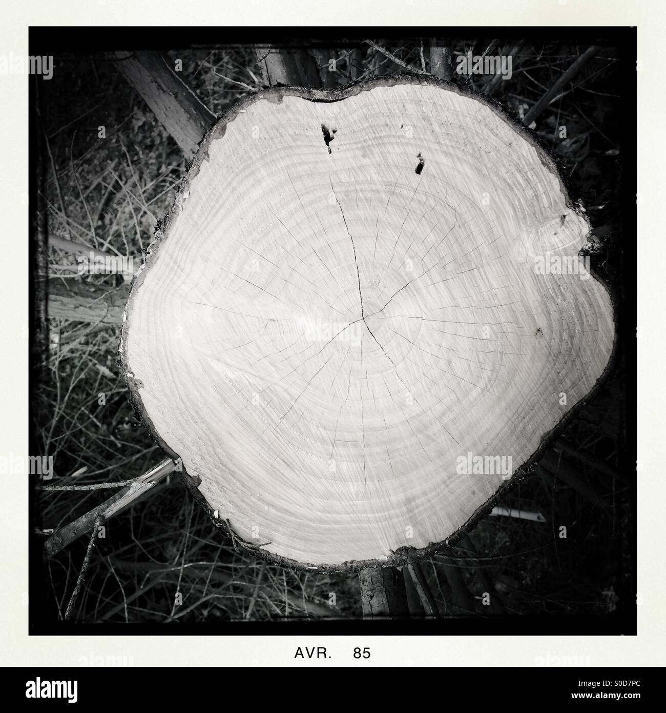 Cross section of a tree hi-res stock photography and images - Alamy