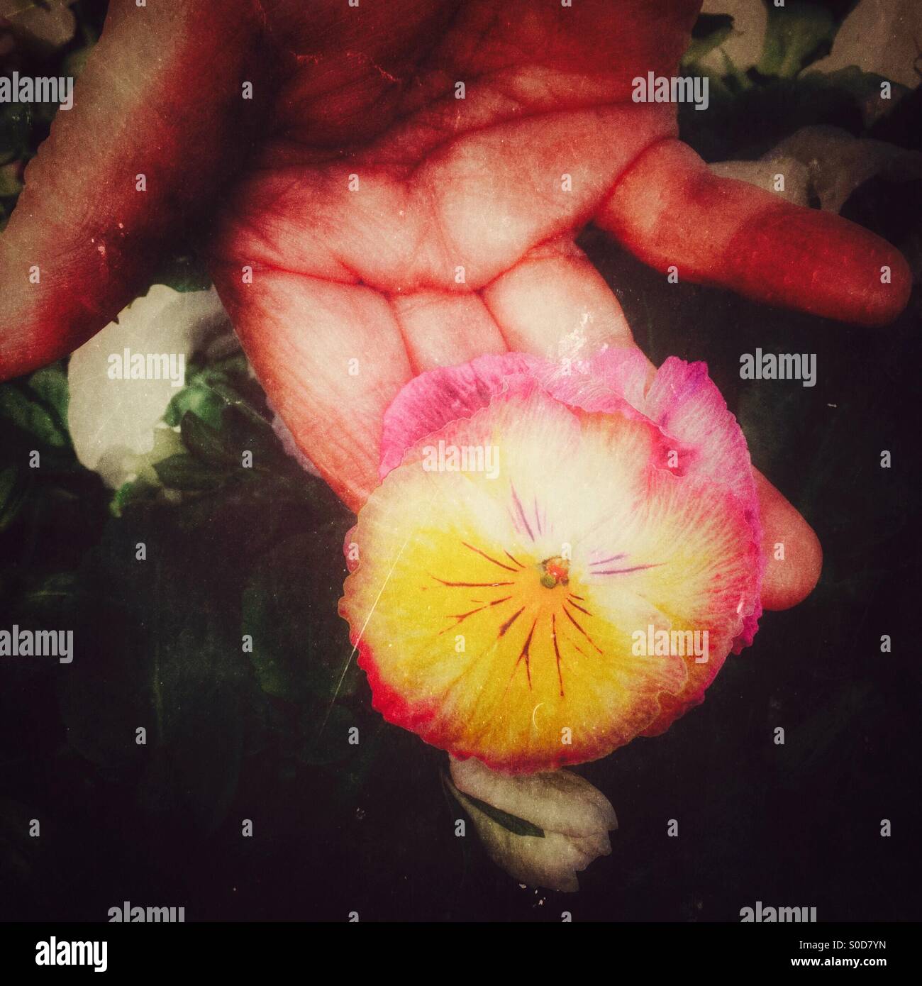 Blomma High Resolution Stock Photography and Images - Alamy