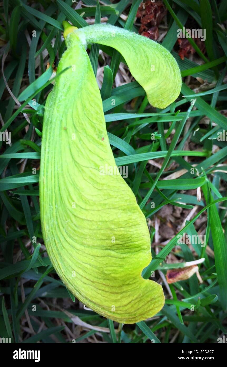 Tree seed pod hi-res stock photography and images - Alamy