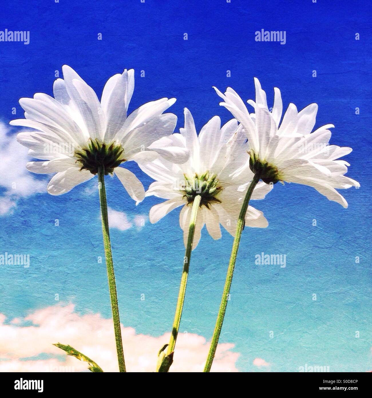Long-stem daisies against a blue sky, with texture Stock Photo - Alamy