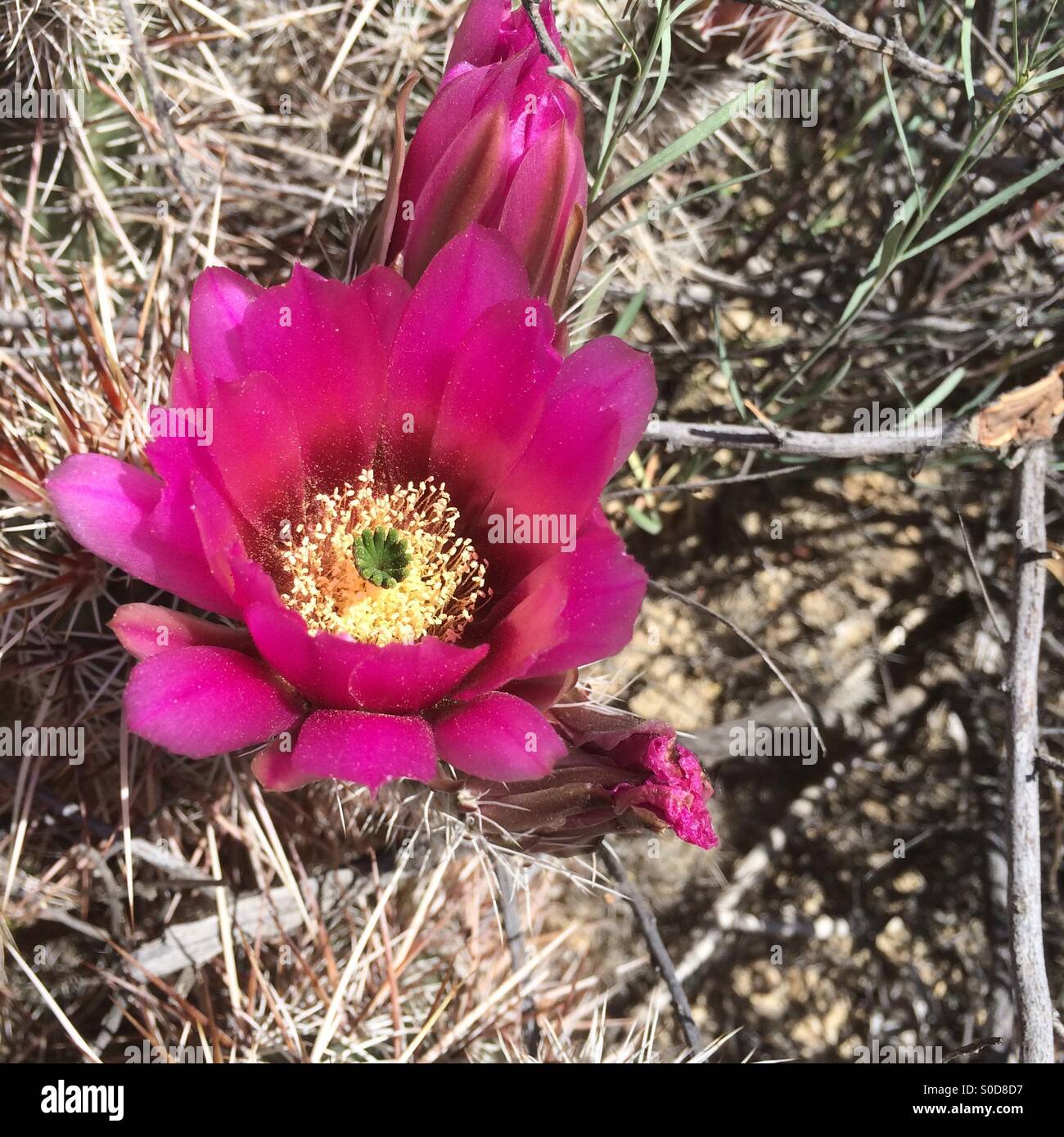 Cactus flower in Joshua Tree National Park Stock Photo - Alamy