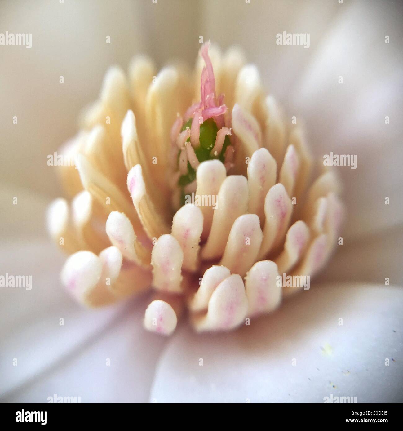 Magnolia center hi-res stock photography and images - Alamy