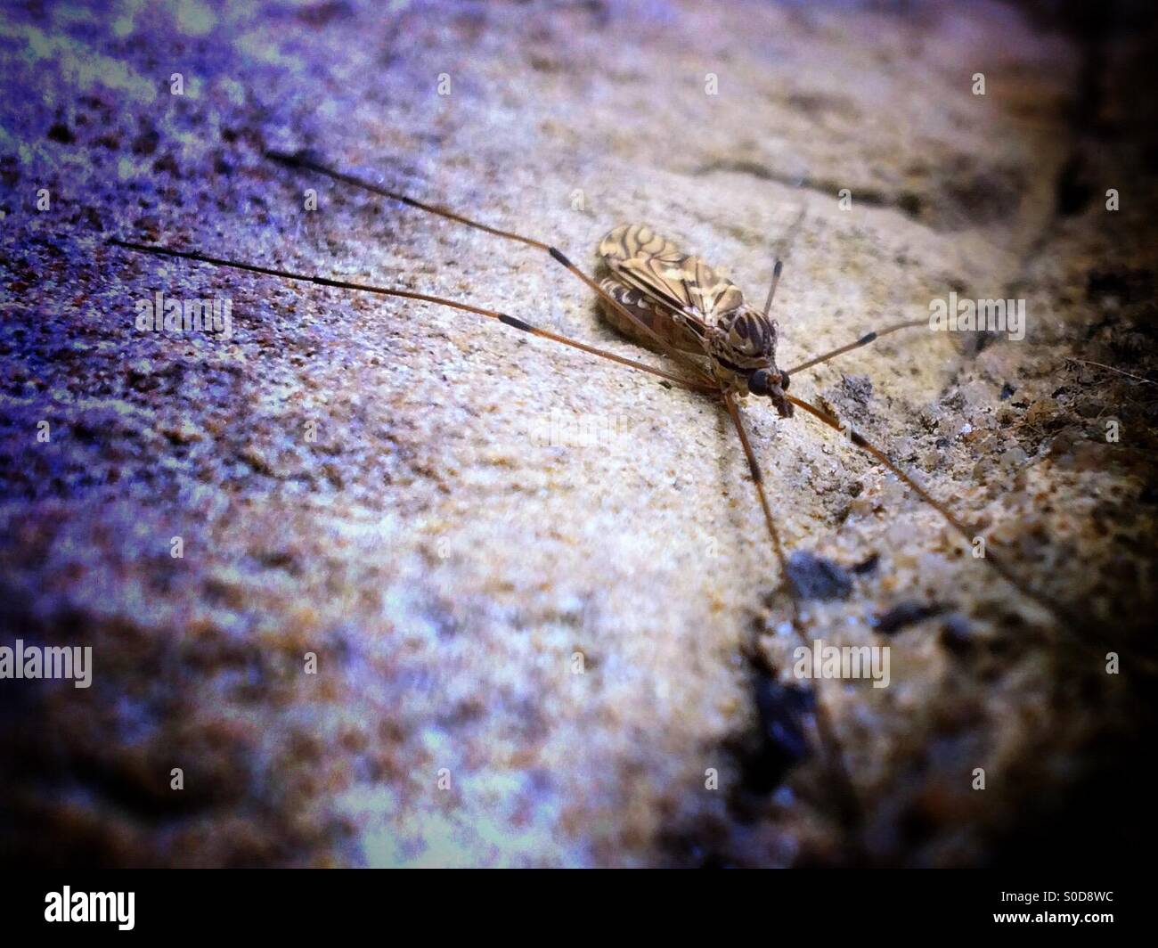 Daddy Long Legs Crane Fly on blue coloured stone Stock Photo - Alamy