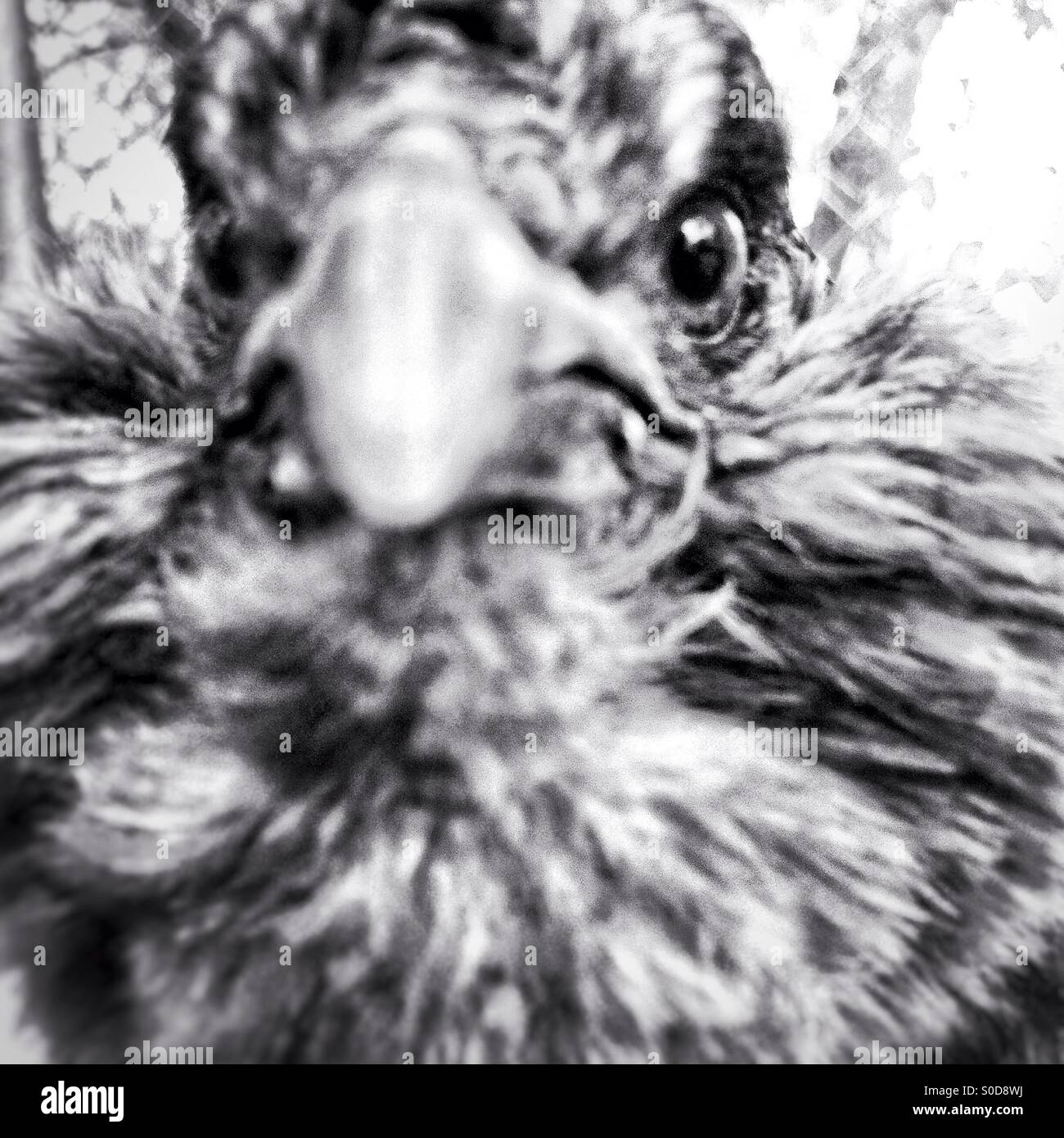 Scary chicken hi-res stock photography and images - Alamy