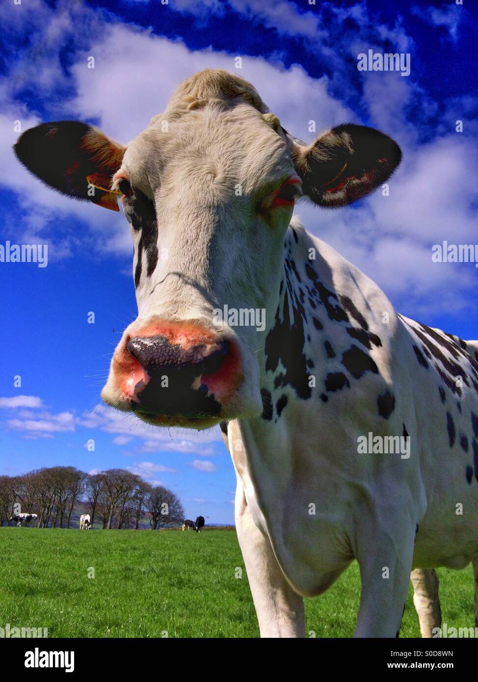 Skinny cow hi-res stock photography and images - Alamy